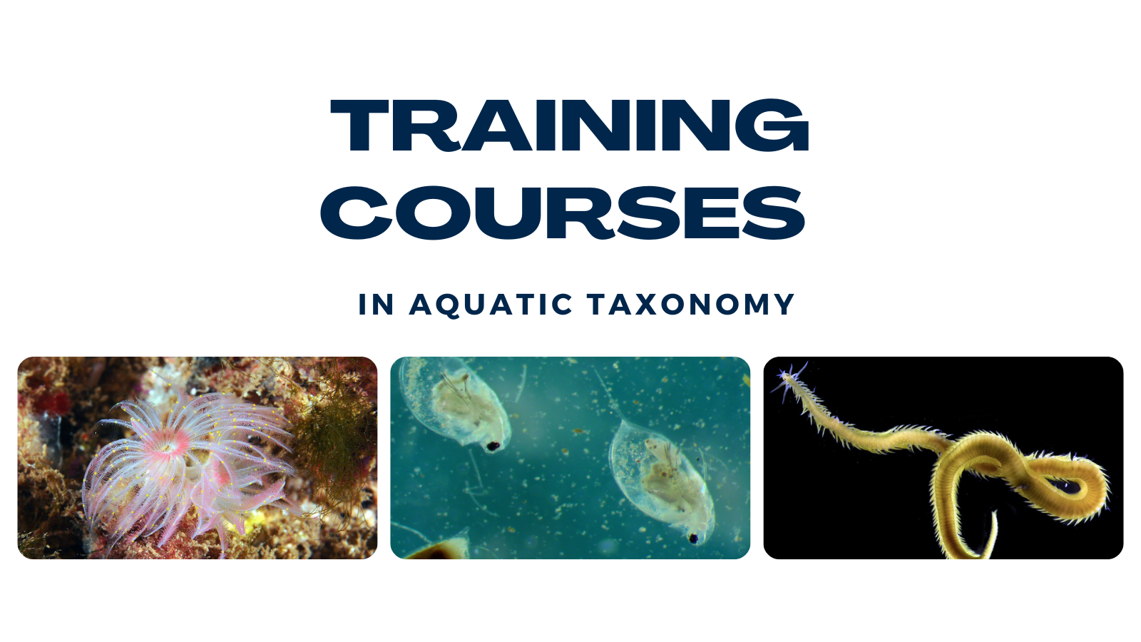 Training Courses In Aquatic Taxonomy Ceab